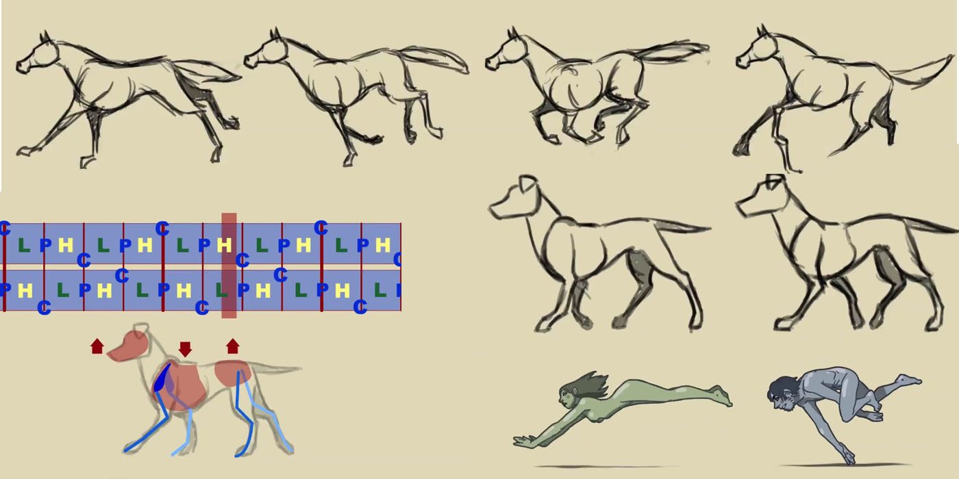 Dog Walk Cycle Reference